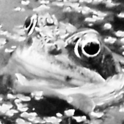 Marco Maria - Frog - neo